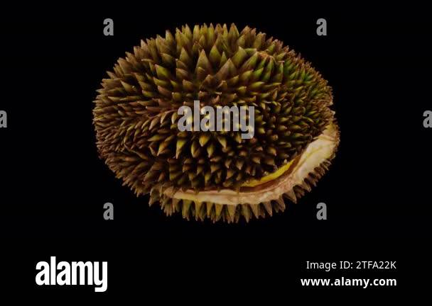 Realistic render of a rolling ripe, split open Durian fruit on ...