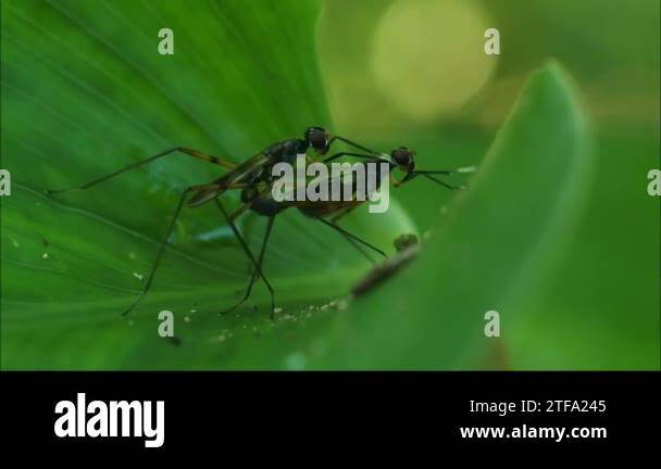 fruit flies are mating on the leaves, insect mating process, animal ...