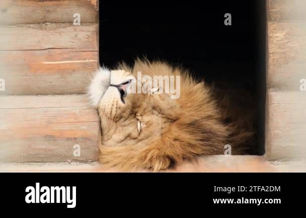 Felis leo lion natural Stock Videos & Footage - HD and 4K Video Clips ...