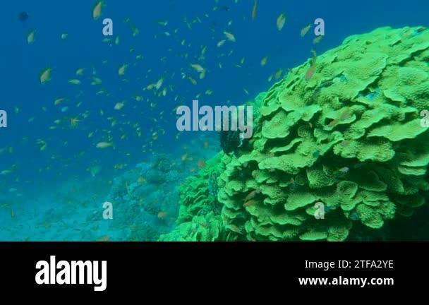 Red sea lettuce Stock Videos & Footage - HD and 4K Video Clips - Alamy