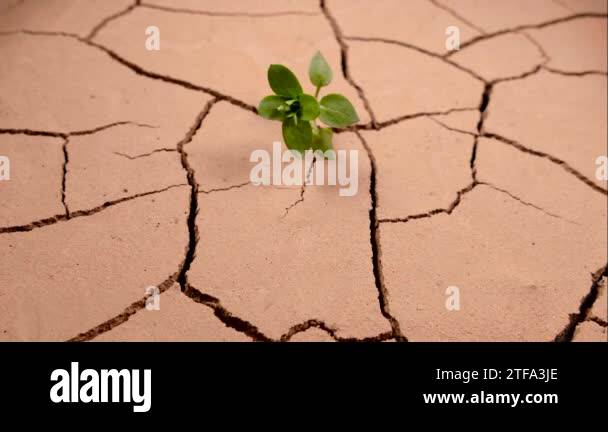 Drying ground in drought agriculture Stock Videos & Footage - HD and 4K ...