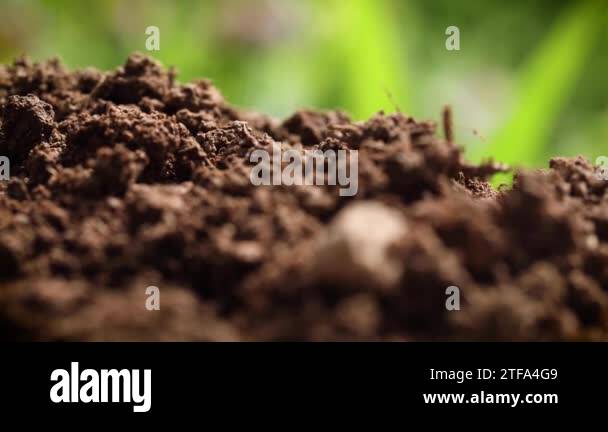 Soil with small plant Stock Videos & Footage - HD and 4K Video Clips ...