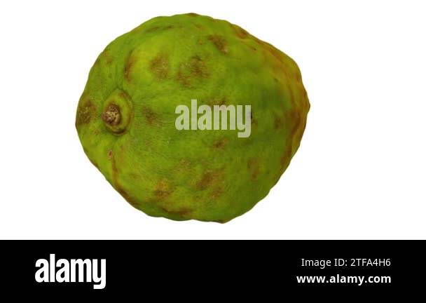 Realistic render of a rotating Native Philippine Lemon on white ...