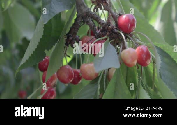 Red ripe cherry on a tree in summer time, slow motion. Fruits are high ...
