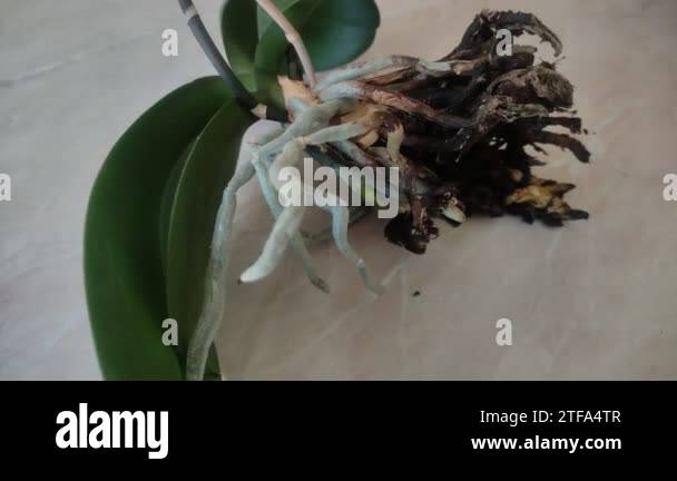 Rotten plant roots Stock Videos & Footage - HD and 4K Video Clips - Alamy
