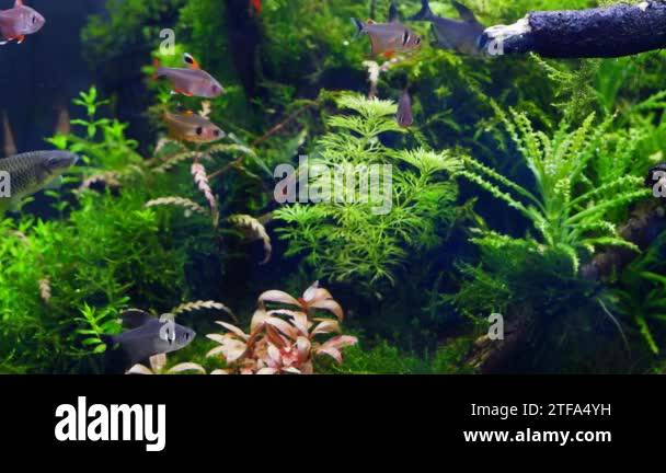 silver flying fox, serpae tetra, rosy tetra, shoal of juvenile dwarf ...