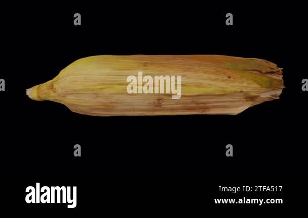 Realistic render of a rolling Unpeeled Corn (Maize) on the Cob in the Husk on transparent ...