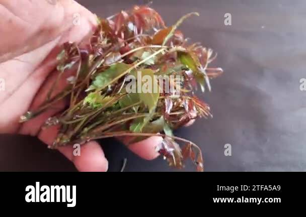 Soft and red Neem leaves. Its others names Azadirachta indica ...