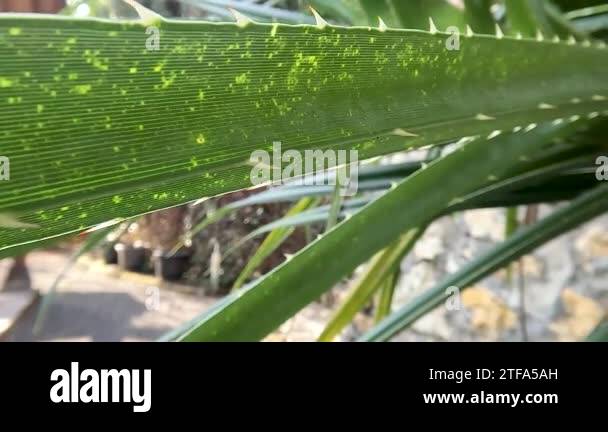 The pandanus thorn plant or Pandanus tectorius which has sharp spines along its green leaves ...