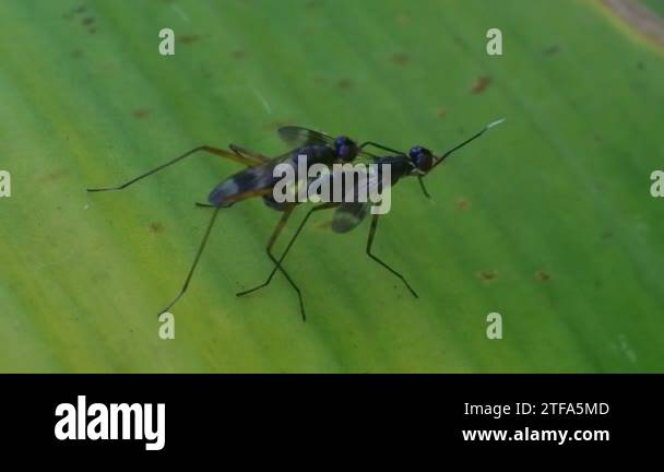 fruit flies are mating on the leaves, insect mating process, animal ...