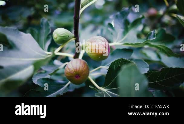 Fig tree branches Stock Videos & Footage - HD and 4K Video Clips - Alamy