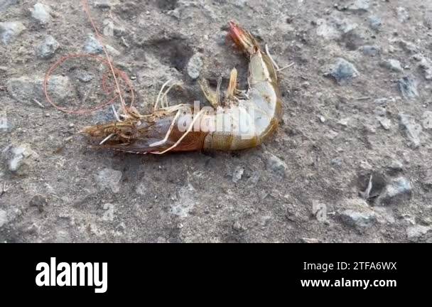 Ground shrimp Stock Videos & Footage - HD and 4K Video Clips - Alamy