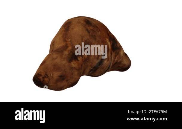 Realistic render of a rotating Yacon Root on white background. The ...