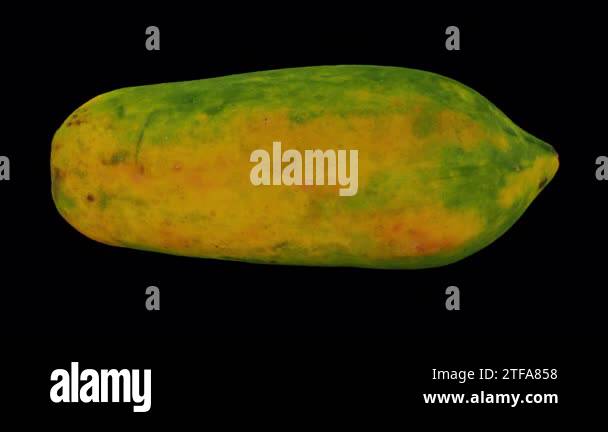Realistic render of a rolling Ripe Papaya (Red Lady variety) on ...