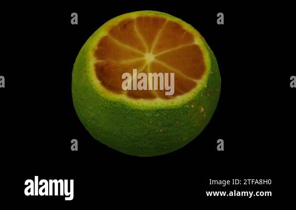 Realistic render of a rolling cut Calamansi (Philippine Lime) on black ...