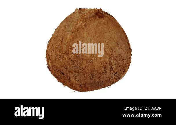 Realistic render of a spinning Husked Ripe Coconut on white background ...