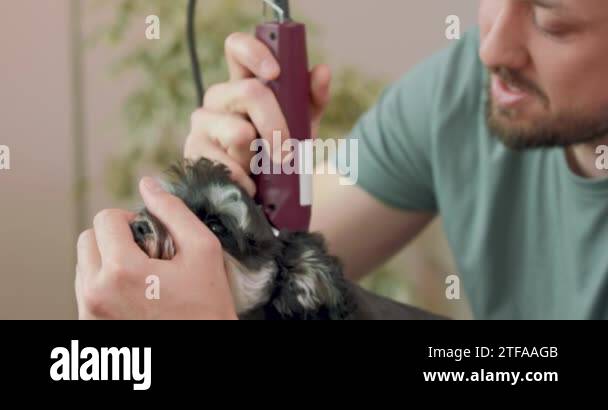 Man adorable face dogs Stock Videos & Footage - HD and 4K Video Clips ...