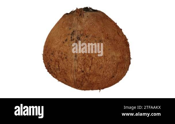 Realistic render of a spinning Husked Ripe Coconut on white background ...