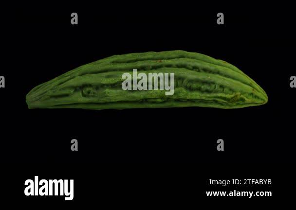 Realistic render of a rolling Bitter Melon (Bitter Gourd) on ...