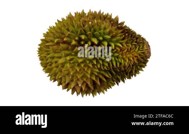 Realistic render of a rolling Durian fruit on white background. The ...
