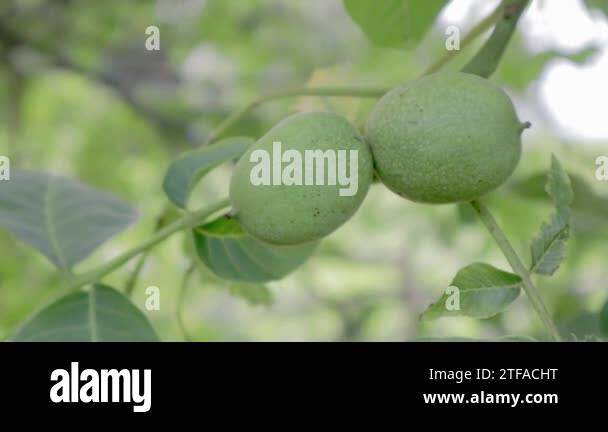Green raw ripe walnuts on a branch in a green shell. Walnut fruits ...