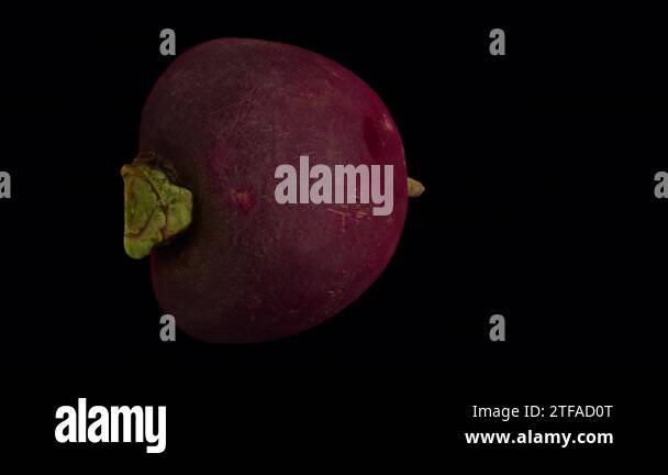 Realistic render of a spinning half Red Radish on transparent ...