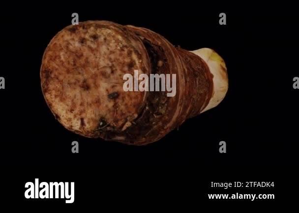 Realistic render of a rotating Taro (Gabi) Root on transparent ...