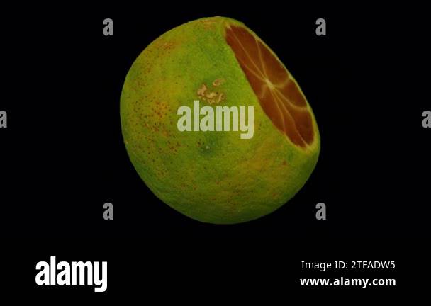 Realistic render of a rotating cut Calamansi (Philippine Lime) on ...