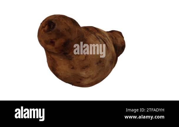 Realistic render of a spinning Yacon Root on white background. The ...
