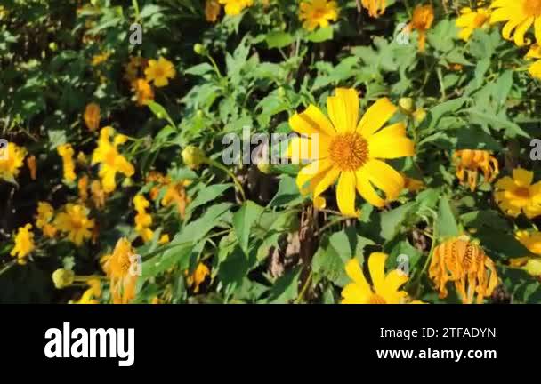 Bua tong flower thailand Stock Videos & Footage - HD and 4K Video Clips ...
