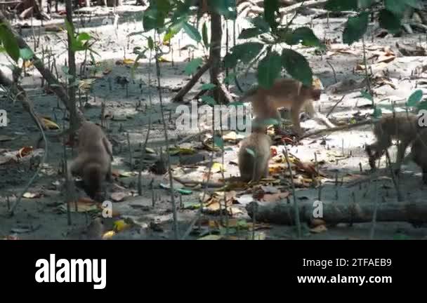 monkeys in the mangroves Stock Video Footage - Alamy