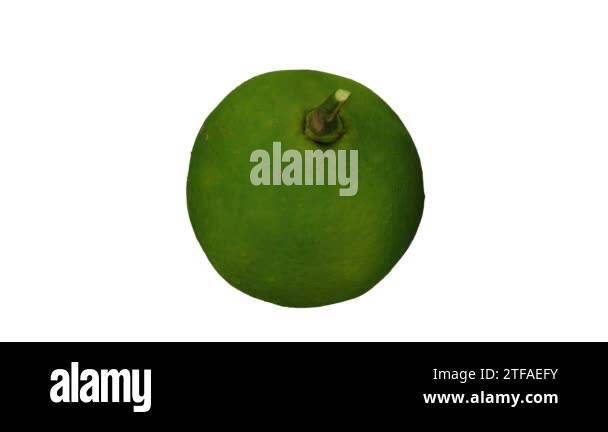 Realistic render of a rolling Dalandan Orange on white background. The ...