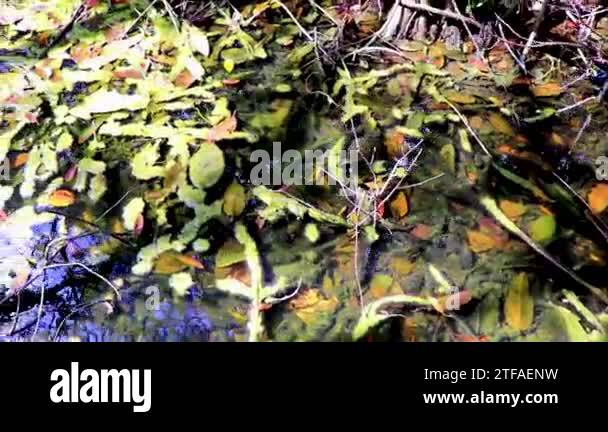 Slime trails Stock Videos & Footage - HD and 4K Video Clips - Alamy