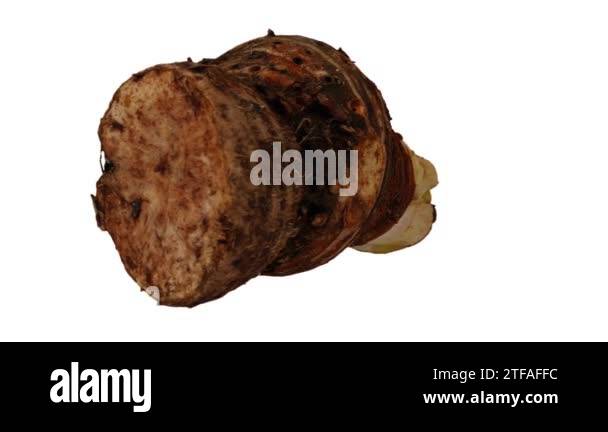 Colocasia nancy or cultivar from colocasia esculenta Stock Videos ...