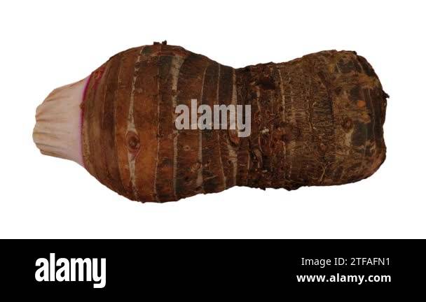 Realistic render of a rolling Taro (Gabi) Root on white background. The ...