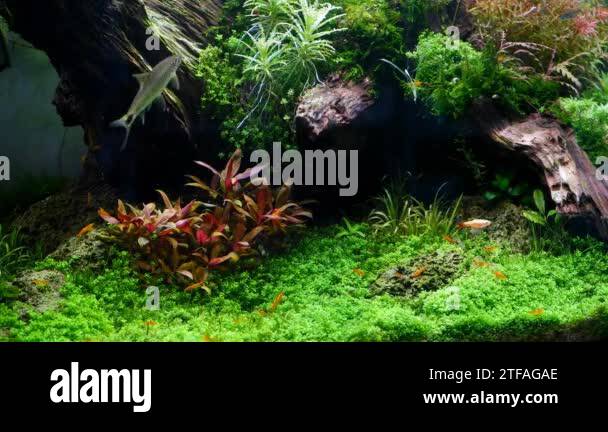 beautiful planted ryoboku style ecosystem aquarium design with orange ...