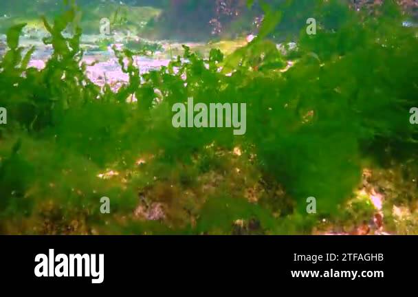 Green algae ulva enteromorpha brown Stock Videos & Footage - HD and 4K ...