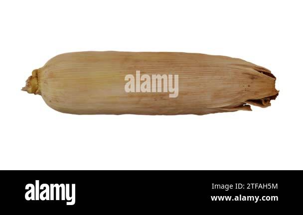 Realistic render of a rolling Unpeeled Corn (Maize) on the Cob in the Husk on white background ...
