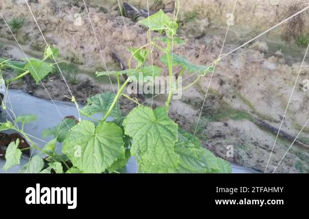 Vegetable creeping plants Stock Videos & Footage - HD and 4K Video ...