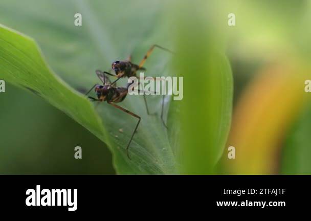 fruit flies are mating on the leaves, insect mating process, animal ...