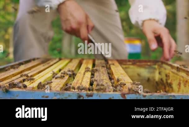 Focused closeup top of the hive without lid, a lot of bees flying and ...