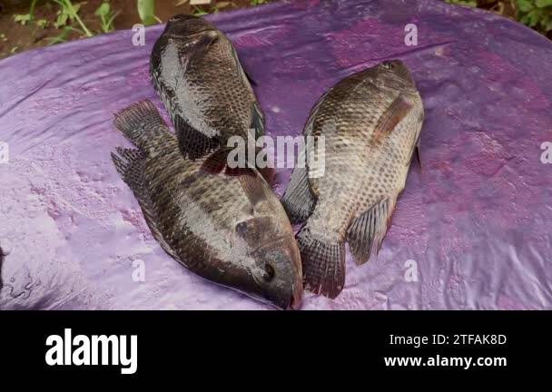 Bugala island Stock Videos & Footage - HD and 4K Video Clips - Alamy