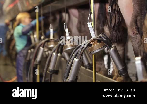 Automatic milking of cows. The process of milking cows on a dairy farm. Automated milking of ...