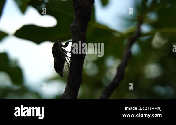 Footage of the intense buzzing of cicadas. The cicada sits on a fig ...