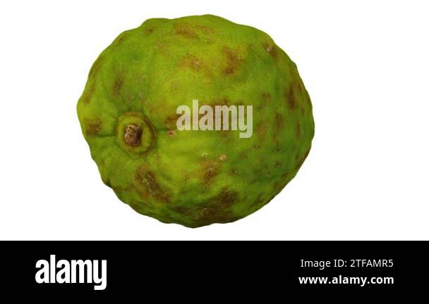 Realistic render of a spinning Native Philippine Lemon on white ...