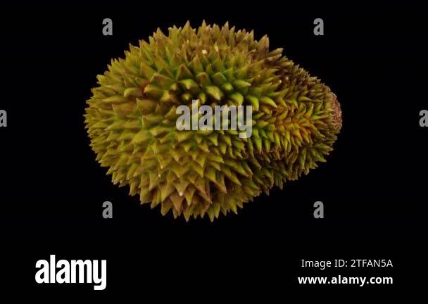Realistic render of a rolling Durian fruit on transparent background ...
