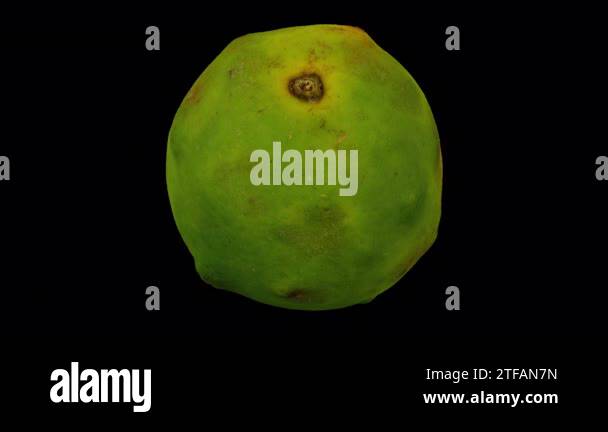 Realistic render of a rolling Native Philippine Orange on transparent ...