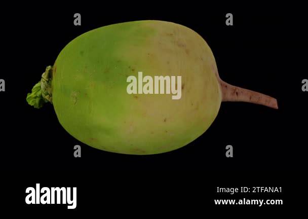 Realistic render of a rolling Watermelon Radish (Roosehearth, Red ...