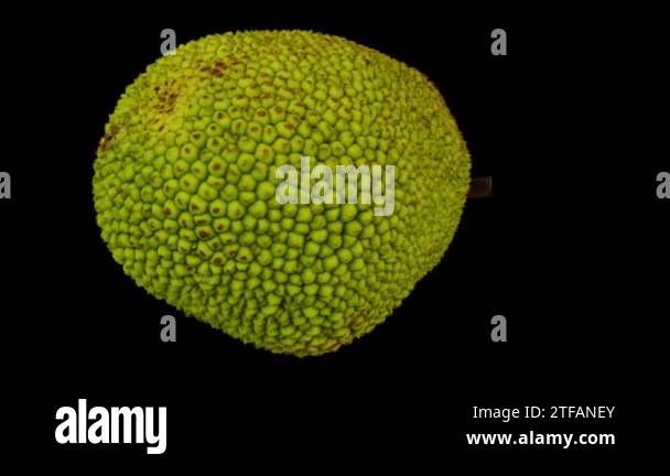 Realistic render of a spinning Jackfruit on black background. The video ...