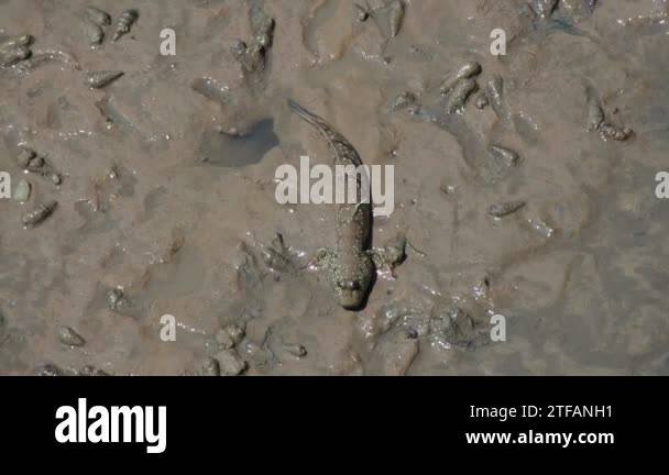 Mudskipper is a fish that lives on land, freshwater, brackish water and ...